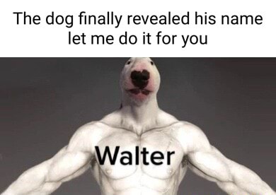 The dog finally revealed his name let me do it for you - iFunny