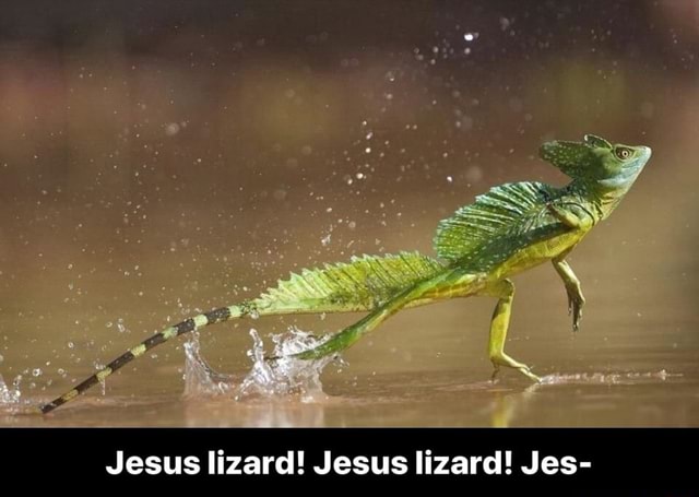 Jesus lizard! Jesus lizard! Jes- - Jesus lizard! Jesus lizard! Jes ...