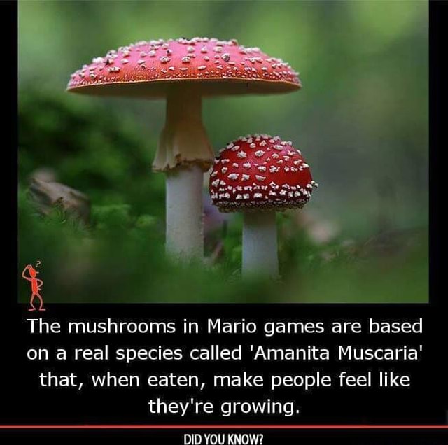 The mushrooms in Mario games are based on a real species called ...