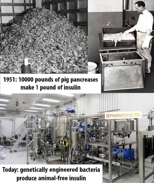 1951: 10000 pounds of pig pancreases make 1 pound of insulin aS te inly ...