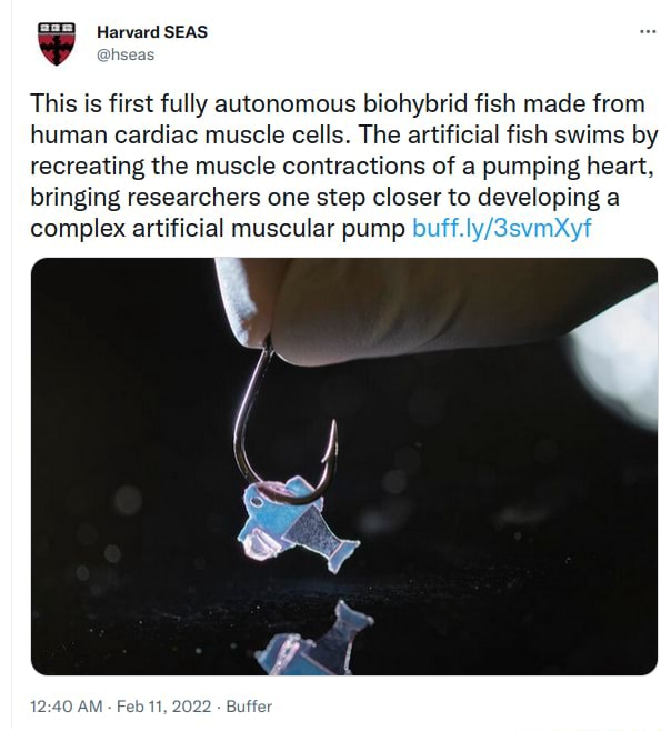 Harvard SEAS This is first fully autonomous biohybrid fish made from ...