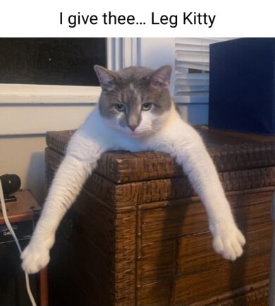 I give thee... Leg Kitty - iFunny