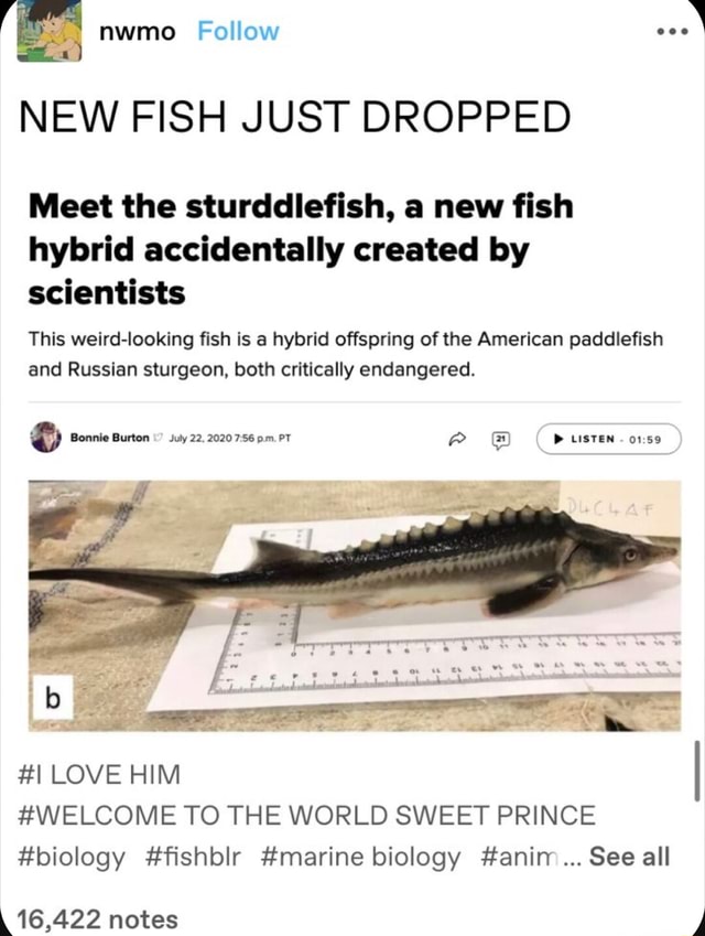Nwmo Follow NEW FISH JUST DROPPED Meet the sturddlefish, a new fish ...