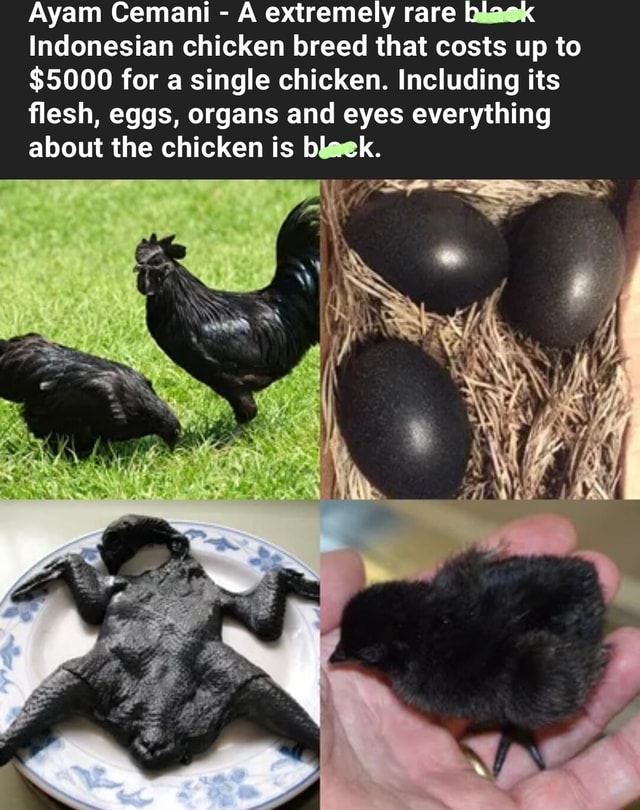 Ayam Cemani - A extremely rare Indonesian chicken breed that costs up ...