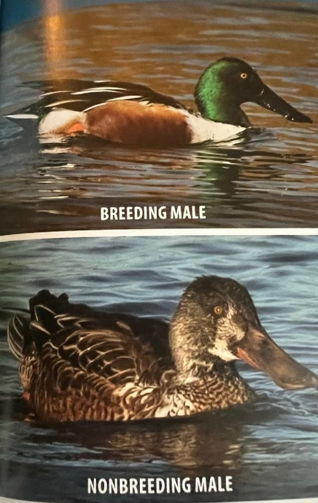 BREEDING MALE NONBREEDING MALE - iFunny