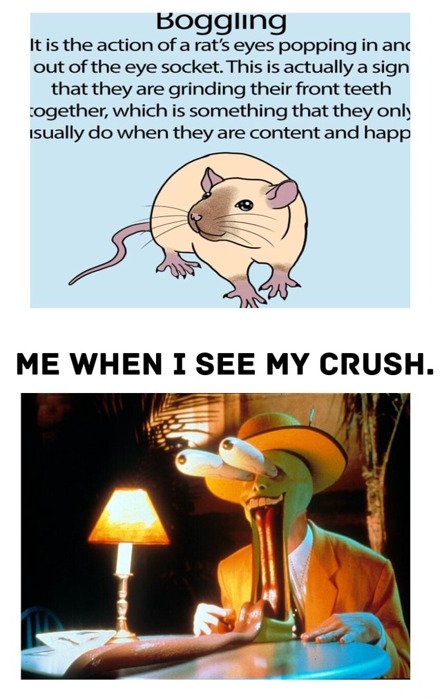 Boggling It is the action of a rat's eyes popping in anc out of the eye ...