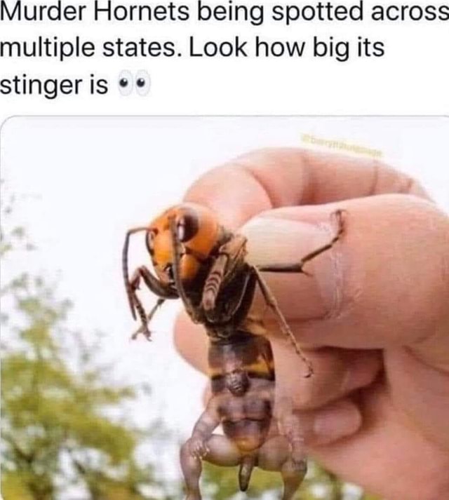Murder Hornets being spotted across multiple states. Look how big its ...