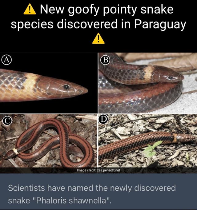 A New goofy pointy snake species discovered in Paraguay Image credit ...