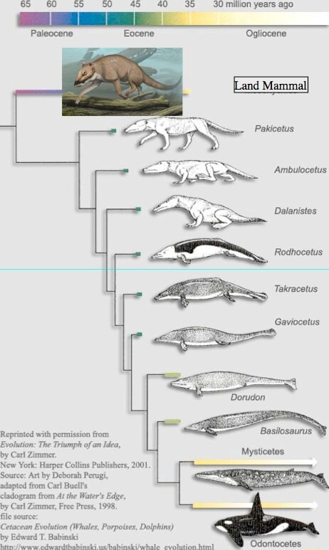Paleocene Eocene Reprinted with permission from Evolution: The Triumph ...
