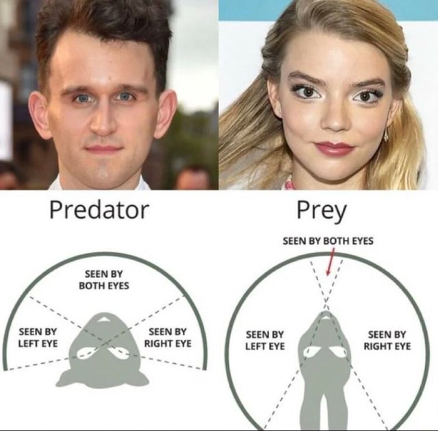 Predator Prey SEEN BY BOTH EYES SEEN BY RIGHT EYE SEEN BY LEFT EYE SEEN ...