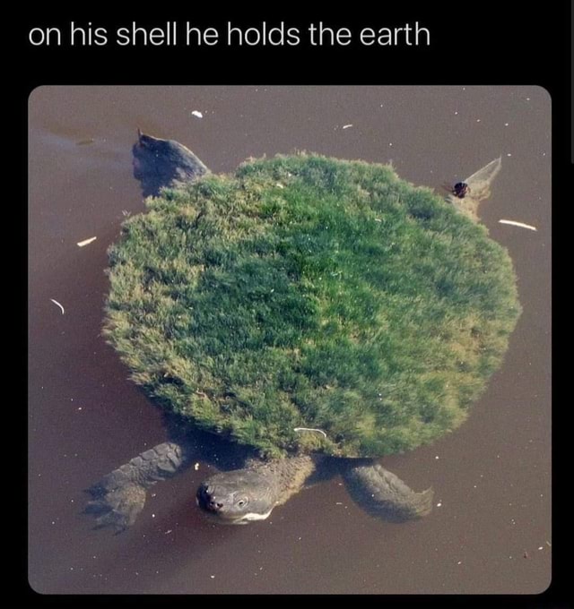 Well-rounded thanksgiving memes - on his shell he holds the earth - iFunny