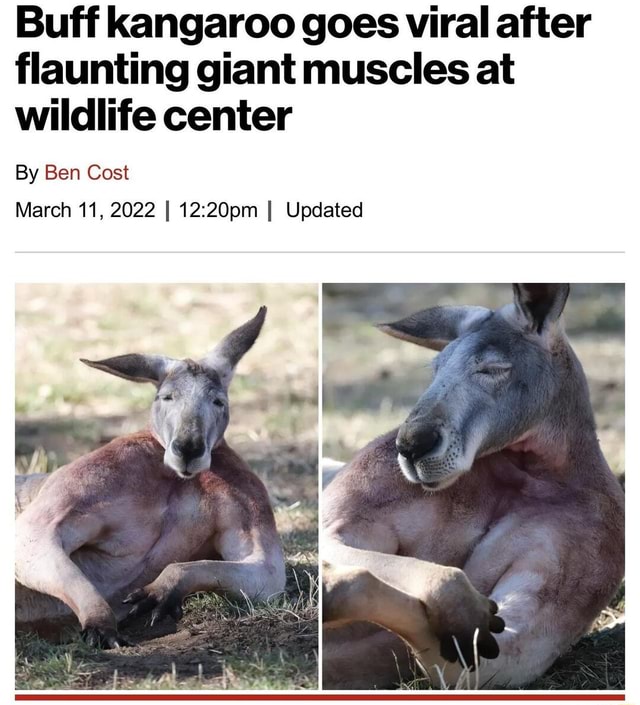 Buff kangaroo goes viral after flaunting giant muscles at wildlife ...