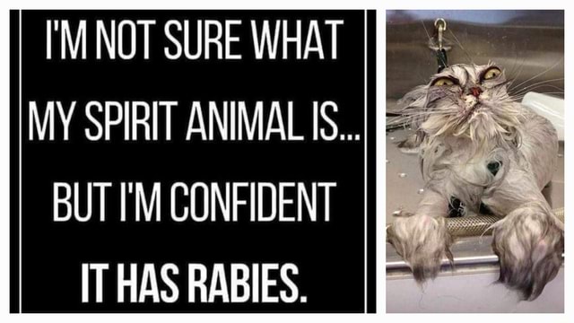 MINOT SURE WHAT IJ MY SPIRIT ANIMAL IS.. BUT TM CONFIDENT IT HAS RABIES ...