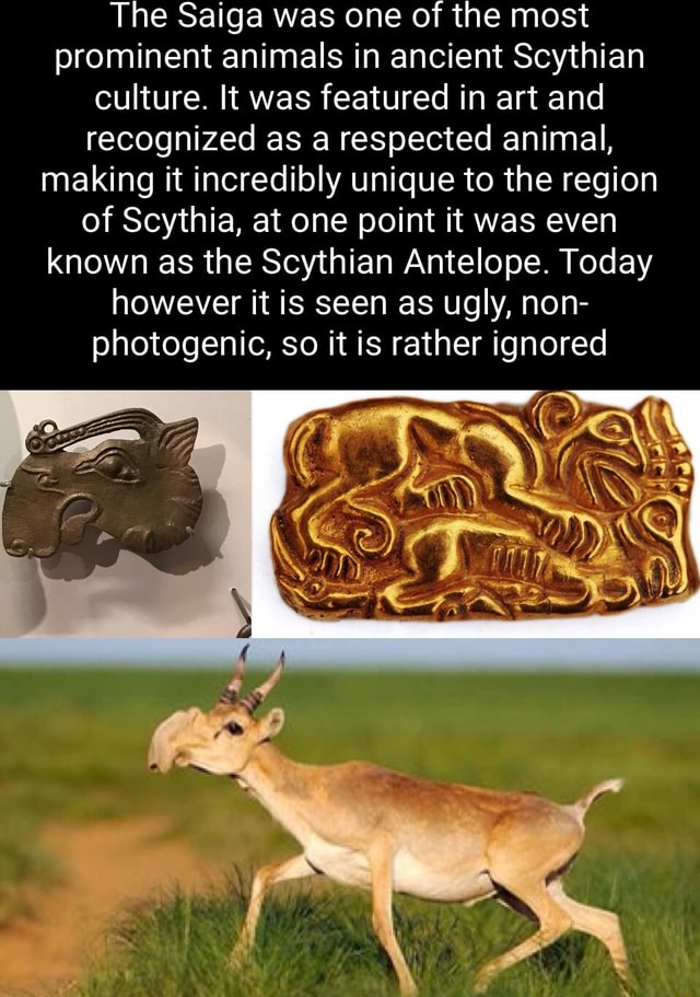 The Saiga was one of the most prominent animals in ancient Scythian ...