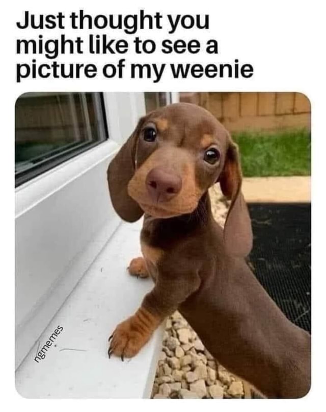 Just thought you might like to see a picture of my weenie - iFunny