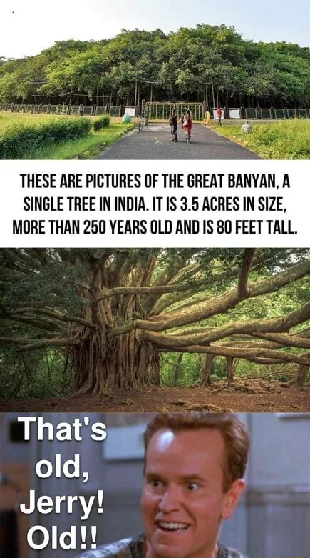 THESE ARE PICTURES OF THE GREAT BANYAN, A SINGLE TREE IN INDIA. IT IS 3 ...
