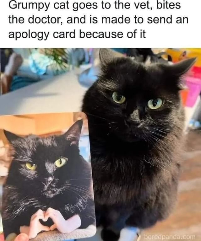 Grumpy cat goes to the vet, bites the doctor, and is made to send an ...