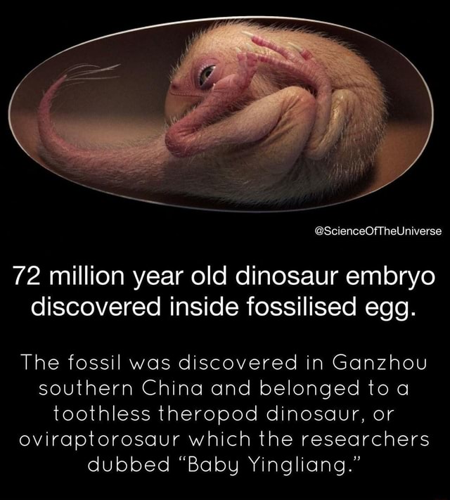 @ScienceOfTheUniverse 72 million year old dinosaur embryo discovered ...