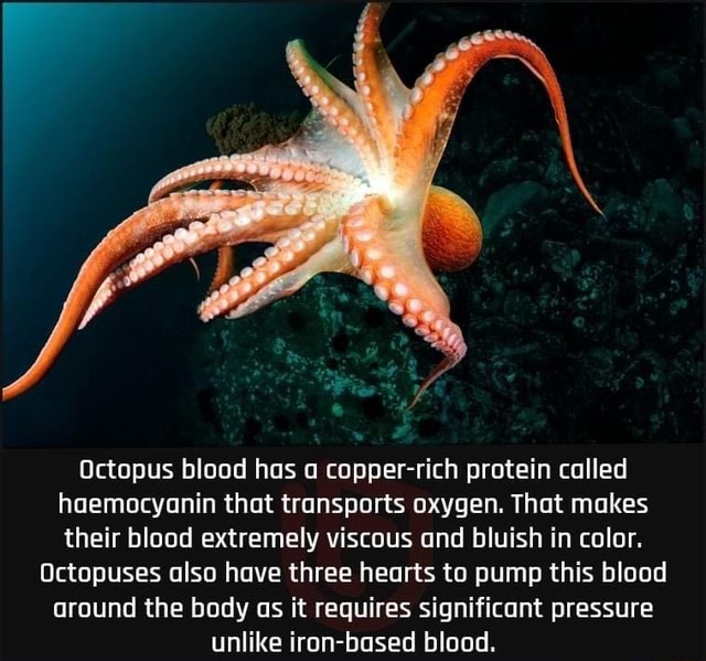 Octopus blood has a copper-rich protein called haemocyanin that ...