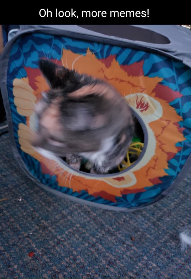 Oh look, more memes! - iFunny