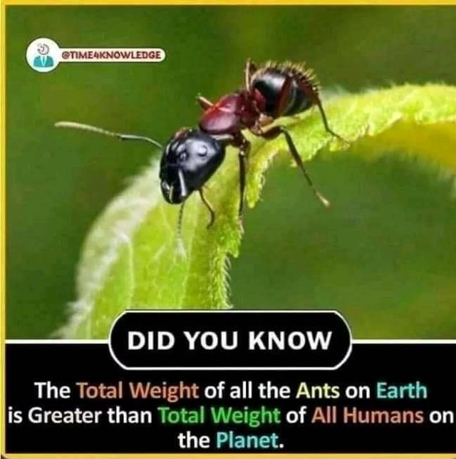 DID YOU KNOW The Total Weight of all the Ants on Earth is Greater than ...