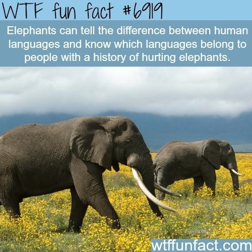 WTF fun Elephants can tell the difference between human. languages and ...