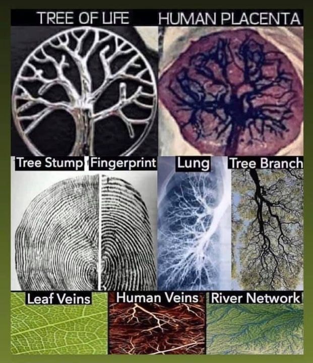TREE OF UFE HUMAN PLACENTA Leaf Veins - America’s best pics and videos
