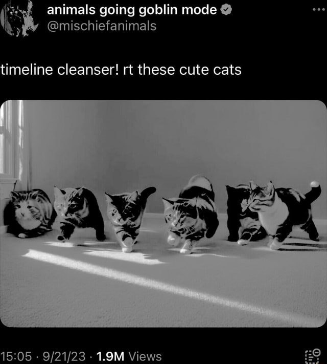 Animals going goblin mode timeline cleanser! rt these cute cats 1.9M ...