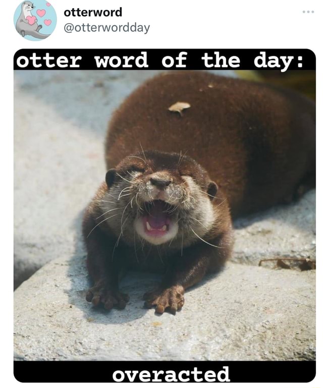 Otterword @otterwordday otter word of the he day: - iFunny