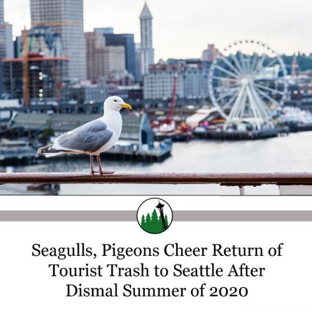 SS Seagulls, Pigeons Cheer Return of Tourist Trash to Seattle After ...