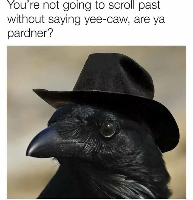 You re not going to scroll past without saying yee-caw, are ya pardner ...