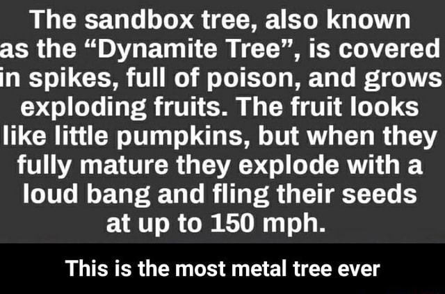 The sandbox tree, also known as the “Dynamite Tree”, is covered in ...