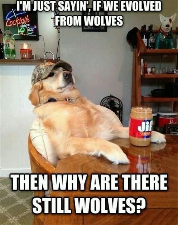JUST SAYIN', IF WE EVOLVED FROM WOLVES ES THEN WHY ARE THERE STILL ...