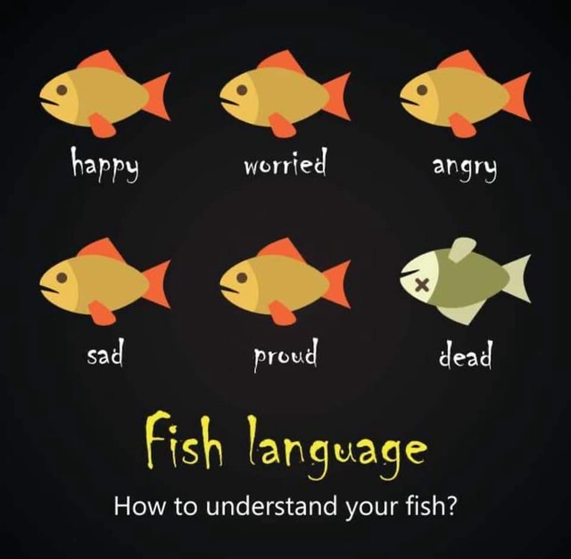 DD &e happy worried angry sad proud dead Fish language How to ...