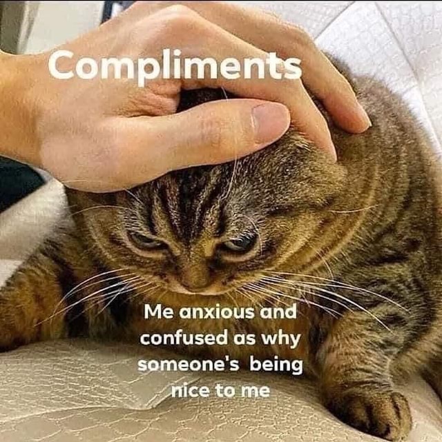 Catmemes catmemesdaily cat kitten instacat catmemesarethebest memecat ...