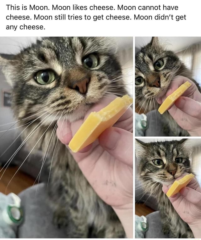 Funny Random Meme and Twitter Dump - This is Moon. Moon likes cheese ...