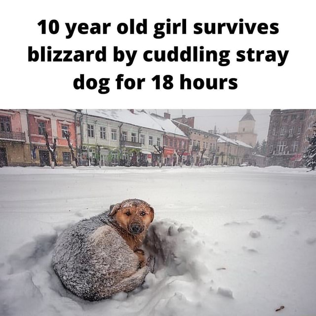 10 year old girl survives blizzard by cuddling stray dog for 18 hours ...