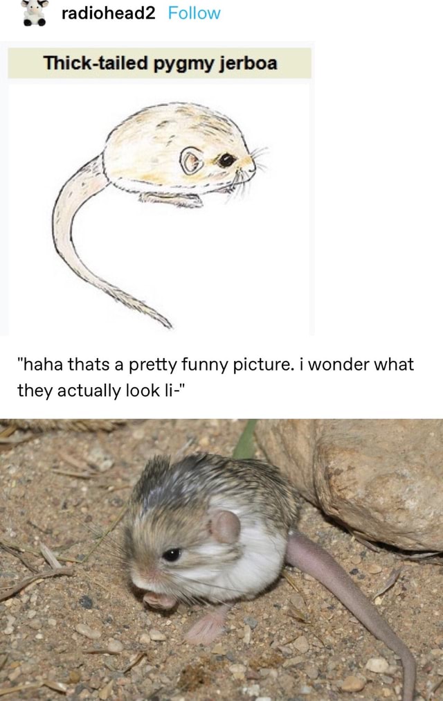 Ce radiohead2 Follow Thick-tailed pygmy jerboa "haha thats a pretty ...