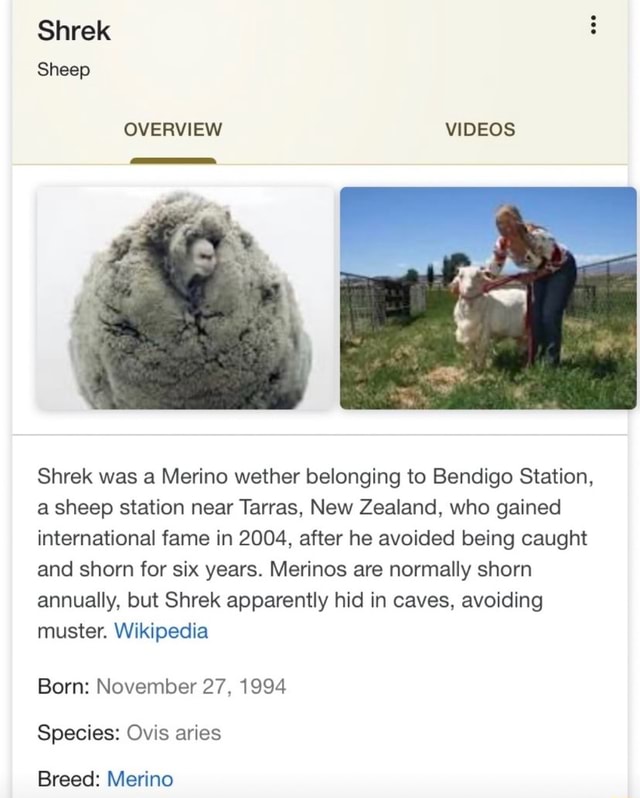 Shrek Sheep OVERVIEW VIDEOS xe Shrek was a Merino wether belonging to ...