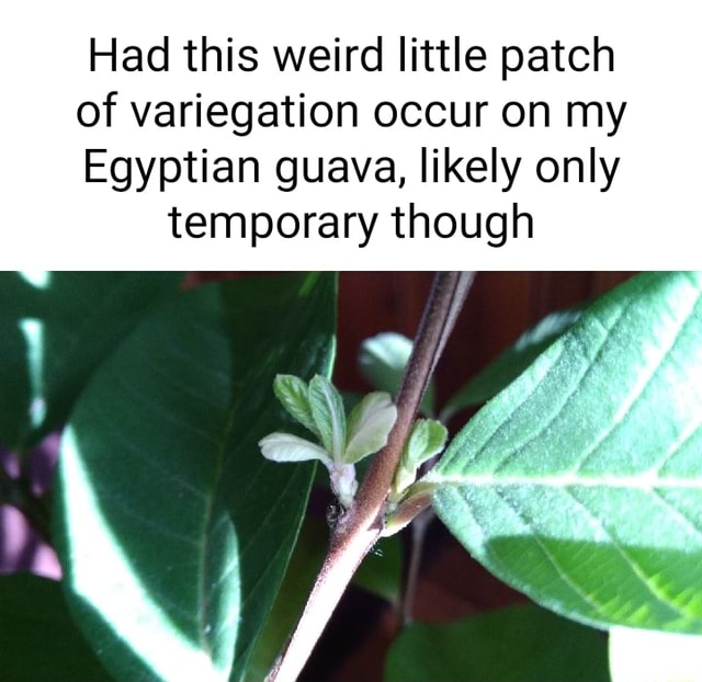 Had this weird little patch of variegation occur on my Egyptian guava ...