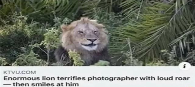 COR Enormous lion terrifies photographer with loud roar - then smiles ...