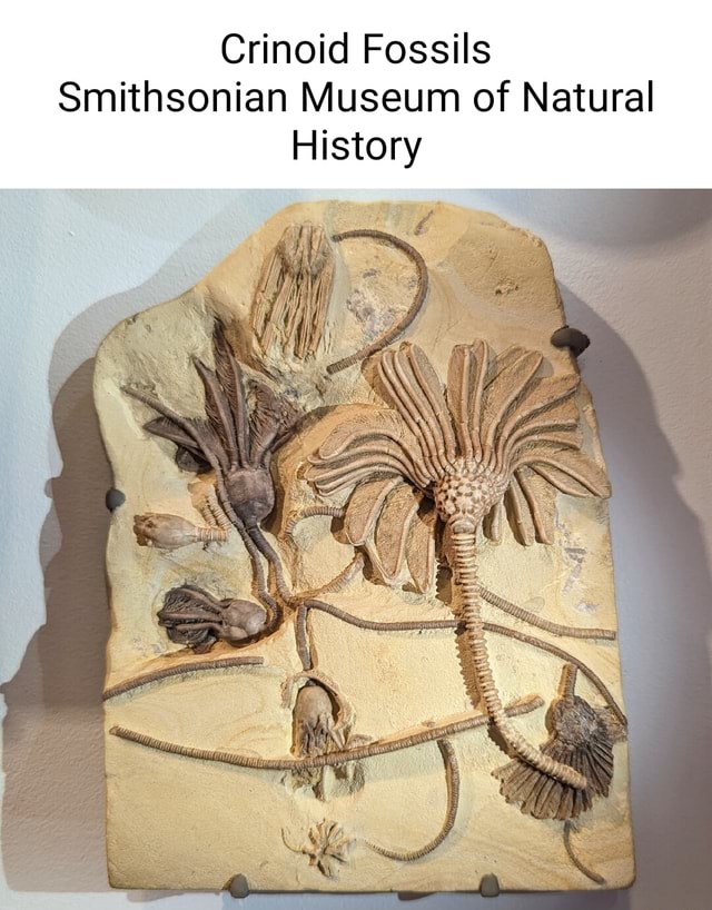 Crinoid Fossils Smithsonian Museum of Natural History - iFunny
