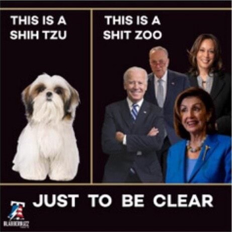 THIS IS A THIS IS A SHIH TZU SHIT ZOO JUST TO BE CLEAR - America’s best ...