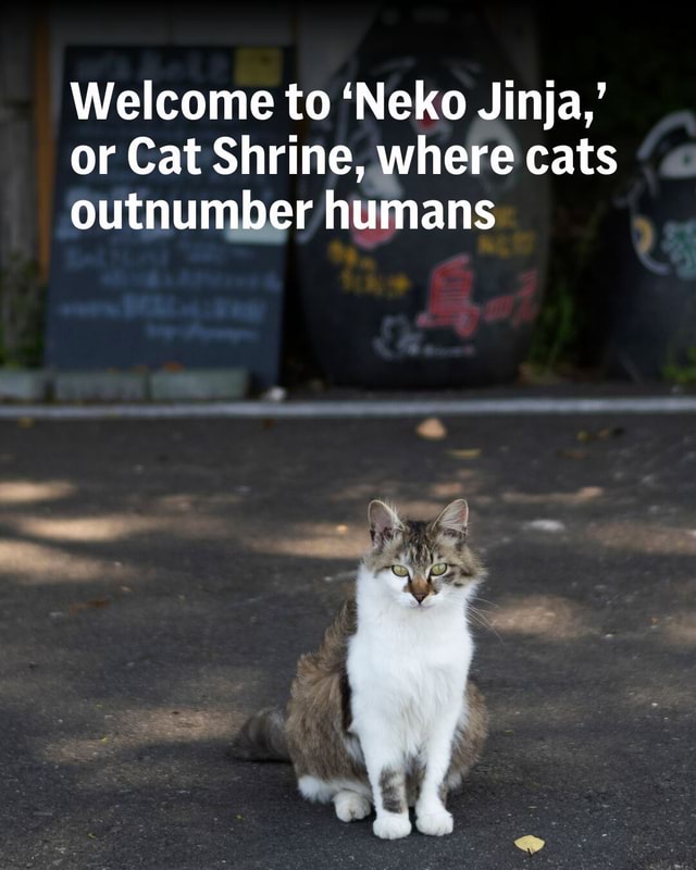 Welcome to 'Neko Jinja,' or Cat Shrine, where cats outnumber humans rh ...