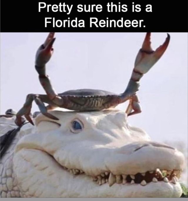 Pretty sure this is a Florida Reindeer. SA - America’s best pics and videos