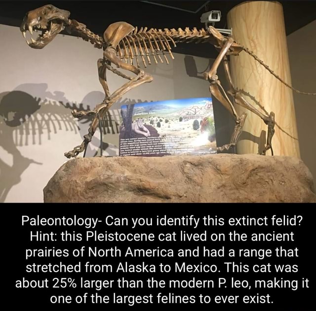 Paleontology- Can you identify this extinct felid? Hint: this ...