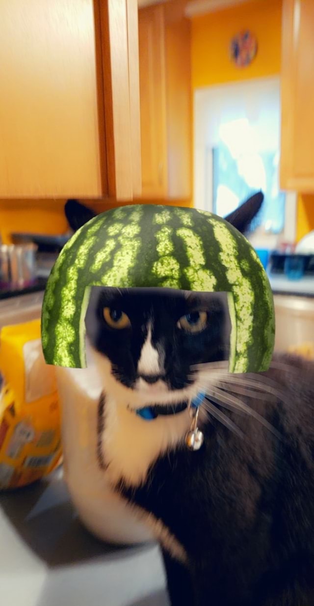 Snapchat filters for your cat!!! - iFunny