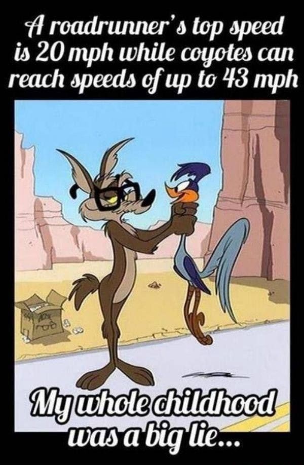 Ff roadrunner's top speed is 20 mph while coyotes can reach speeds of ...