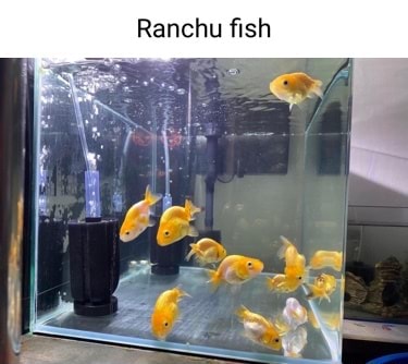 Ranchu fish - iFunny