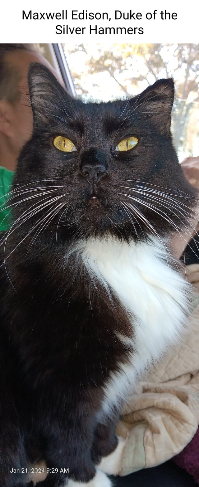 Maxwell Edison, Duke of the Silver Hammers Jan 21, 2024 AM - iFunny